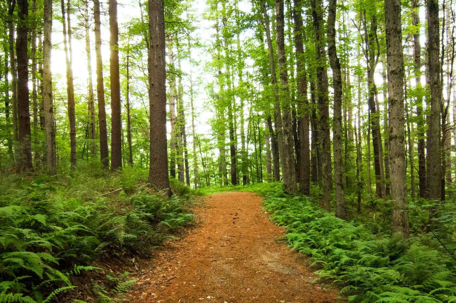 Northfield Mountain Recreation and Environmental Center - FirstLight