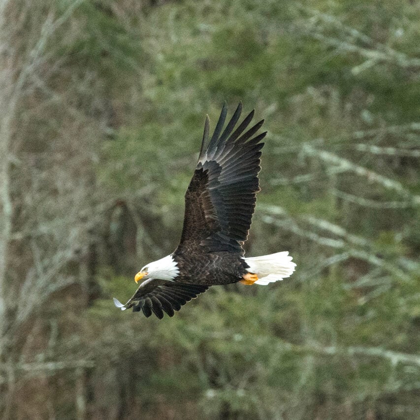Shepaug Recreational Area - FirstLight