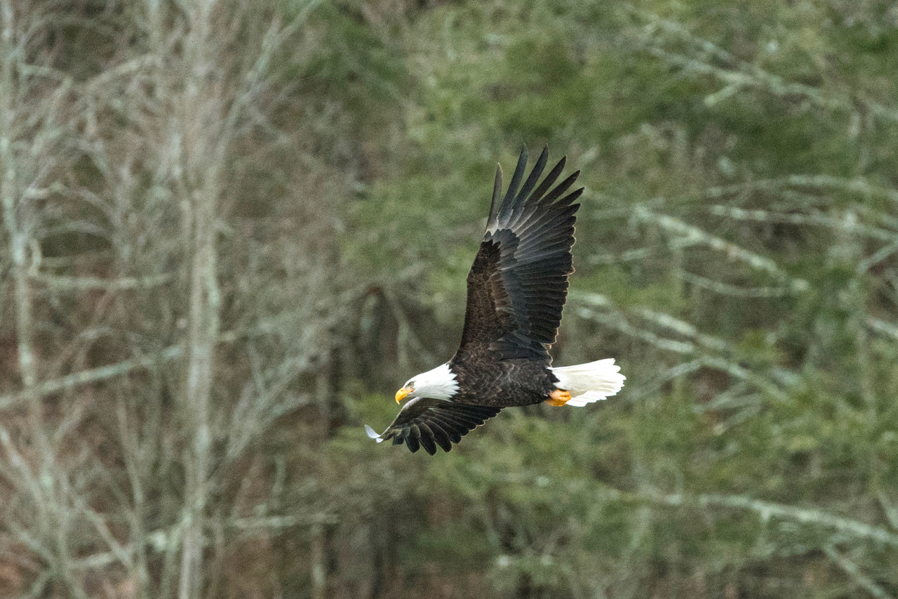 FirstLight’s Shepaug Bald Eagle Observatory Opens for the Winter ...